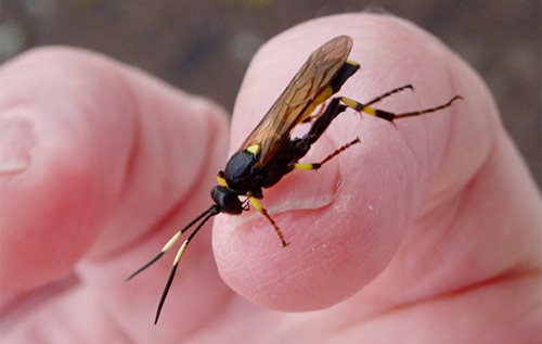 Let's learn to love wasps this summer - REEPHAM LIFE